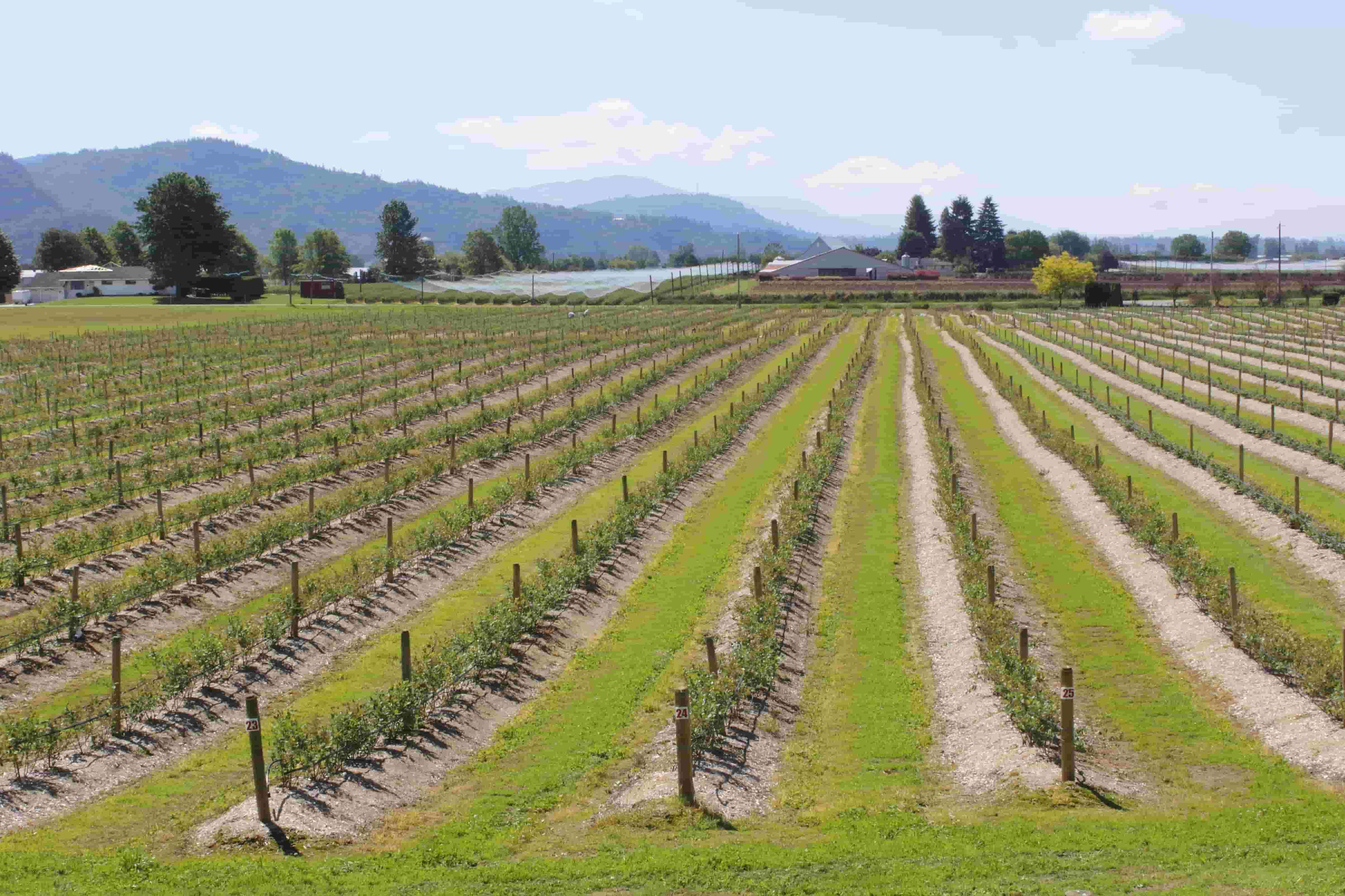 How To Start A Blueberry Farm - Skirtdiamond27